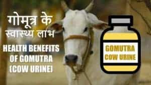 गोमूत्र के स्वास्थ्य लाभ Health Benefits of Gomutra (Cow Urine) in Hindi